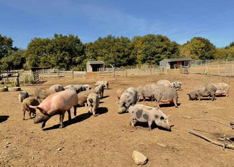 Owner of Happy Pants Ranch animal sanctuary, near Sittingbourne, says ...