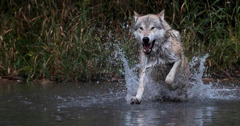 Scientists Amazed by Wild Wolf in Canada Exhibiting Rare Behavior of ...