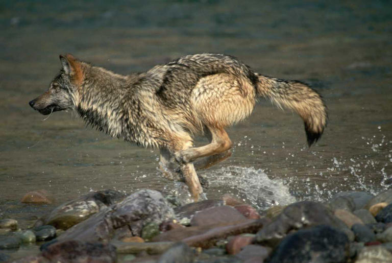 Scientists Amazed by Wild Wolf in Canada Exhibiting Rare Behavior of ...