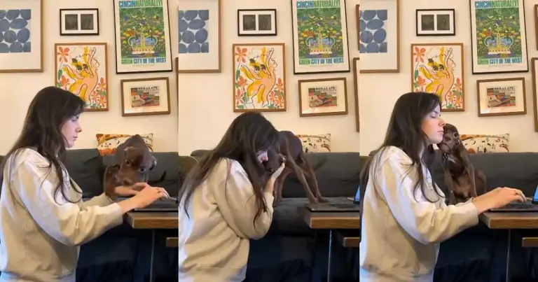 Video: ‘Previously Neglected' Dog Does This With Foster Parent