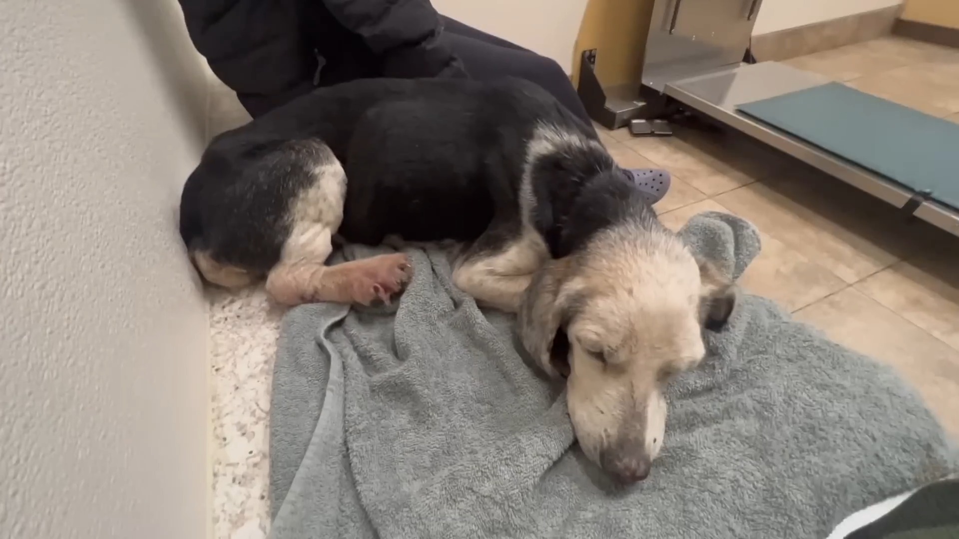 I Found a Dog Suffering Alone… And Gave Her a Second Chance