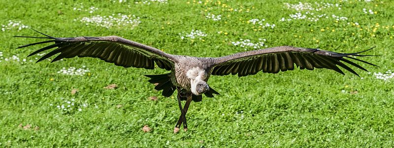 10 Misunderstood Creatures That Are Vital For Nature