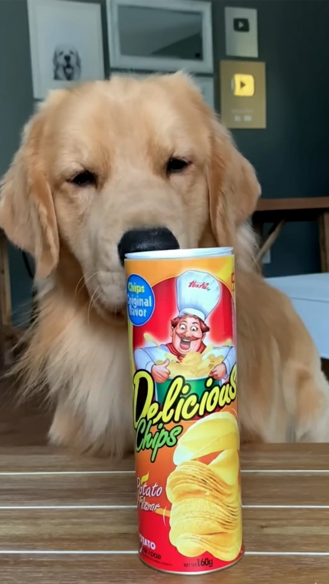 Golden Retriever Judges a New Toy