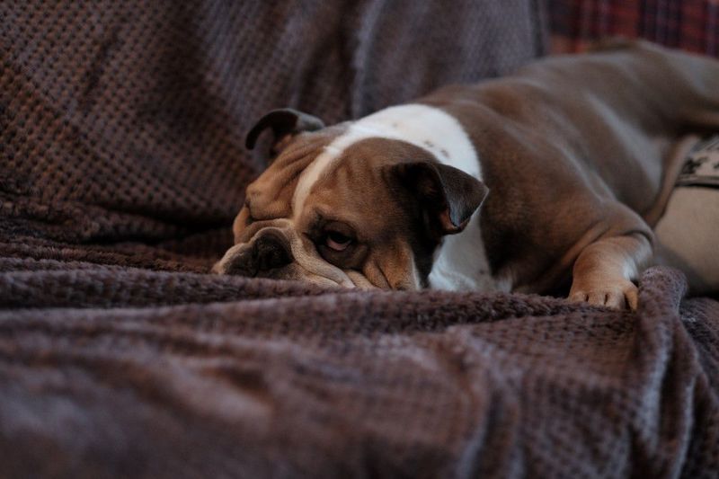 13 Dog Types That Turn Your Sofa Into Their Personal Throne