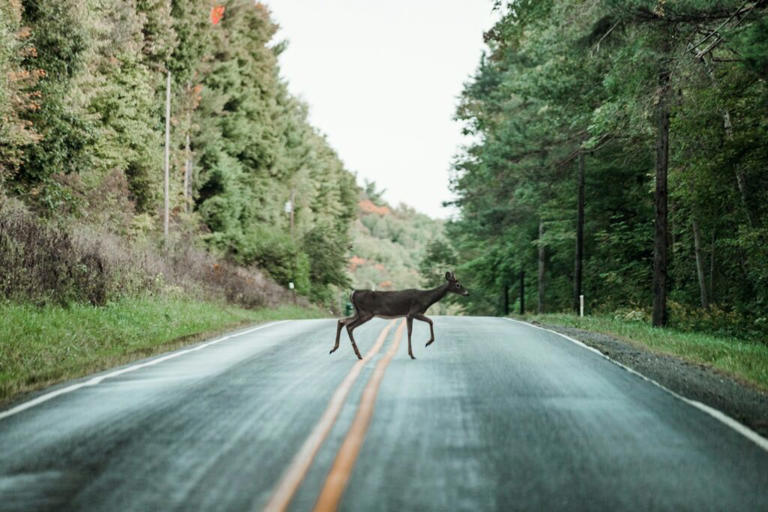 If a Deer Has Ever Frozen in Front of You While Driving, Here’s Why