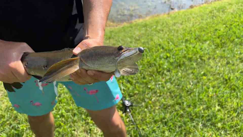 Bryan catches his 1st Snakehead!