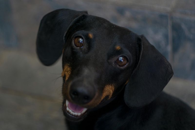 12 Dramatic Dog Breeds For When You Want A Pup With Personality