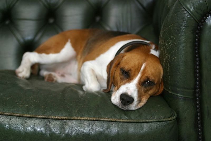 13 Dog Types That Turn Your Sofa Into Their Personal Throne