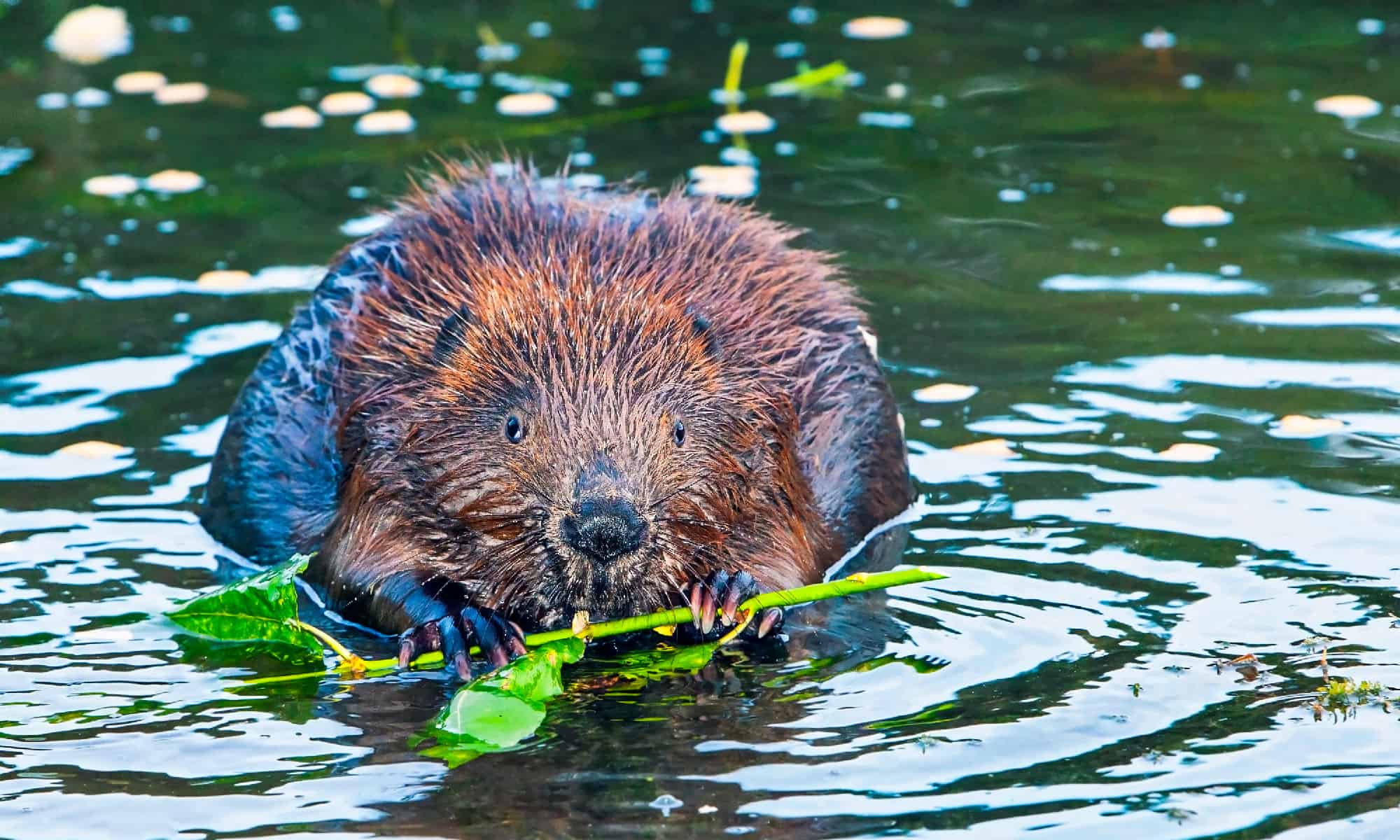 These states have the largest beaver populations in America