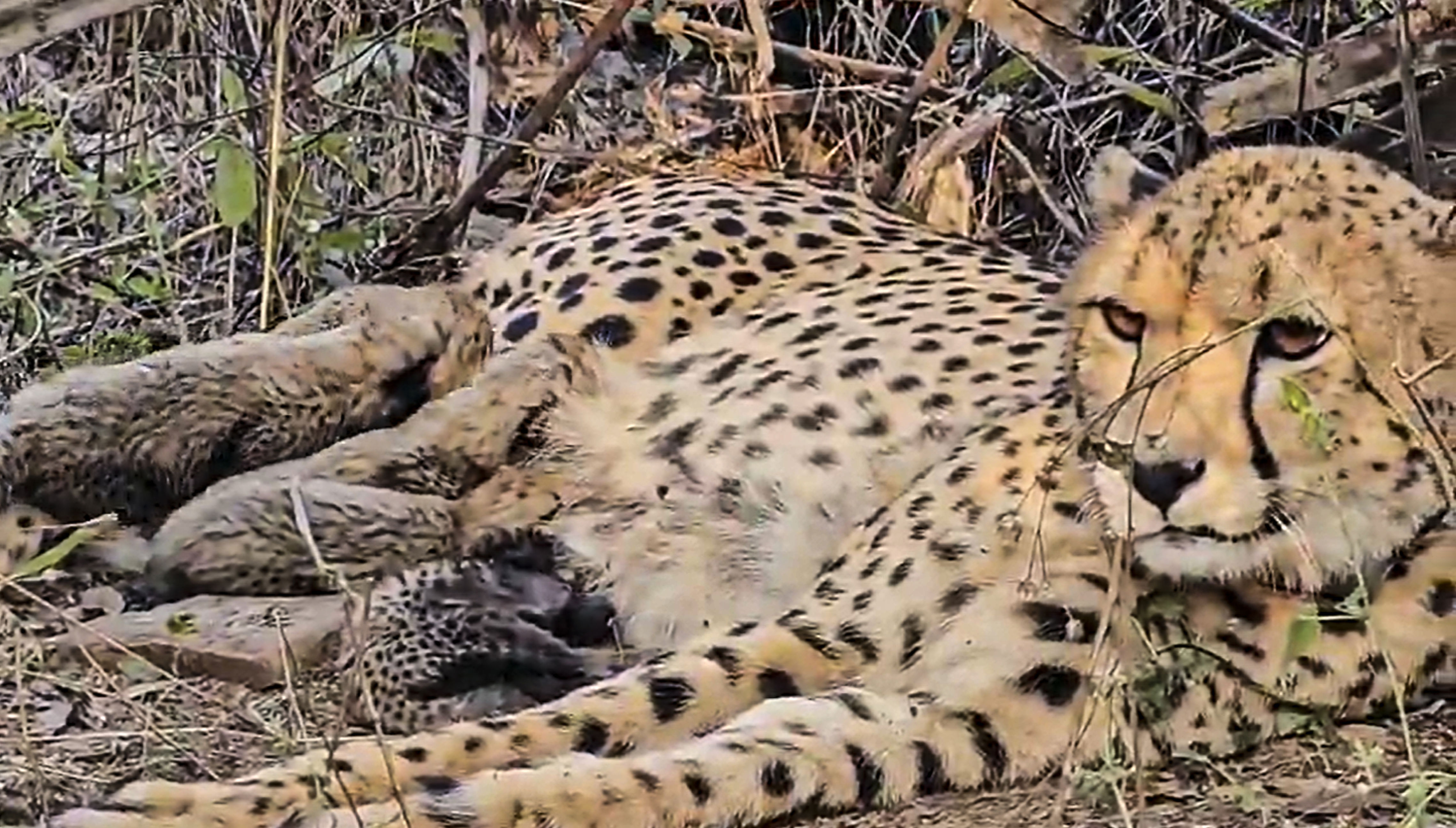 Indian-born cheetah gives birth to 5 cubs at Kuno, seen as `strong sign ...