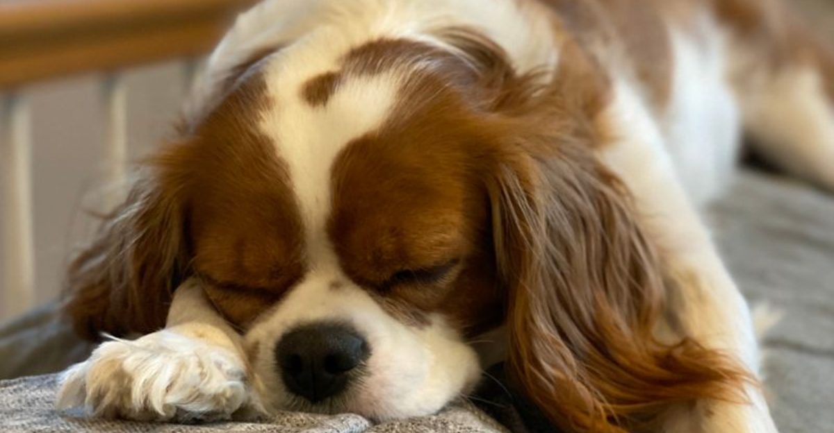 13 Dog Types That Turn Your Sofa Into Their Personal Throne