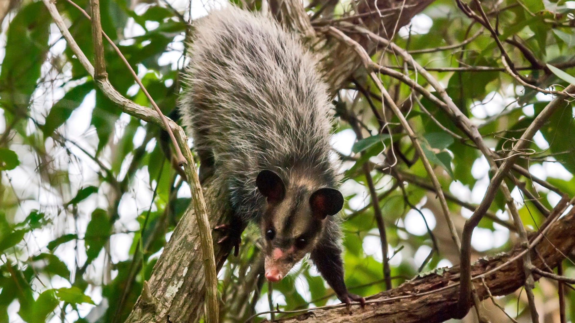 10 Misunderstood Creatures That Are Vital For Nature
