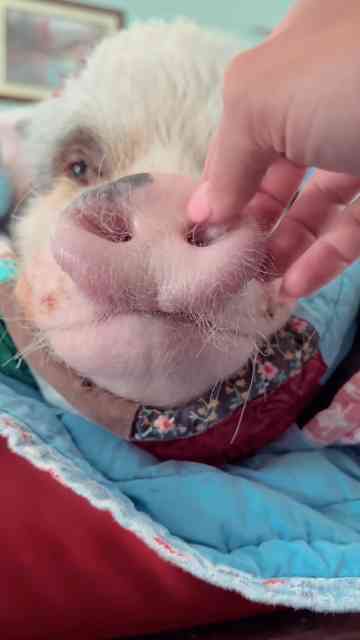 My Life in Nose Boops: Cute and Adorable Moments
