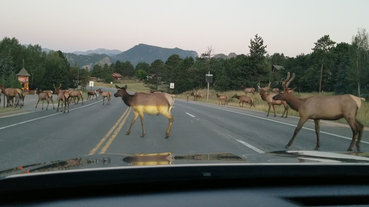 Caution: Elk Crossing