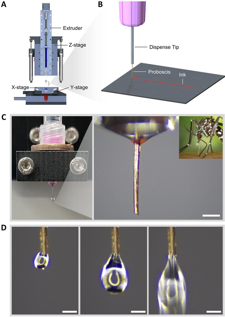 Engineers repurpose a mosquito proboscis to create a 3D printing nozzle