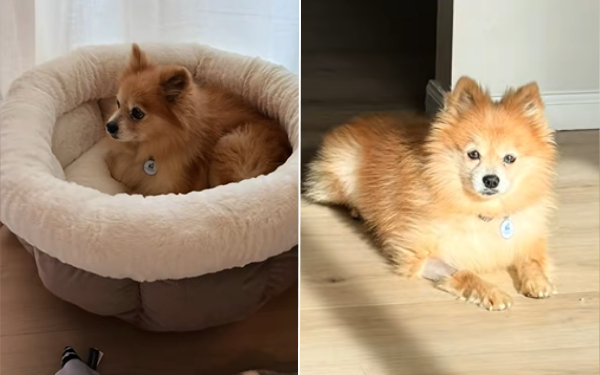 Dog spent first 12 years of his life in cage, one photo changed everything