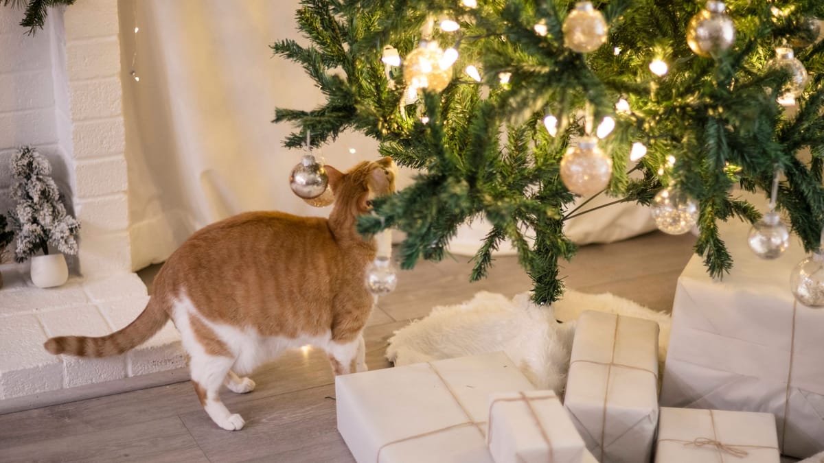 Diese Gefahren lauern unterm Weihnachtsbaum