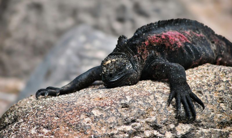 14 Island Animals Found Nowhere Else On Earth