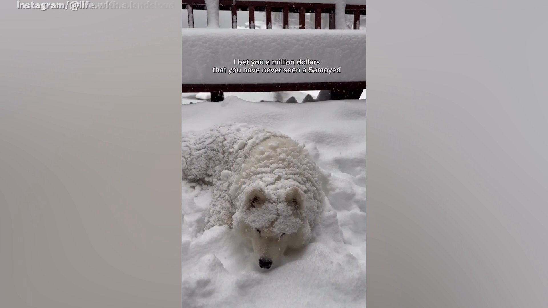 Samoyed Shakes In Snow For Heartbreaking Reason