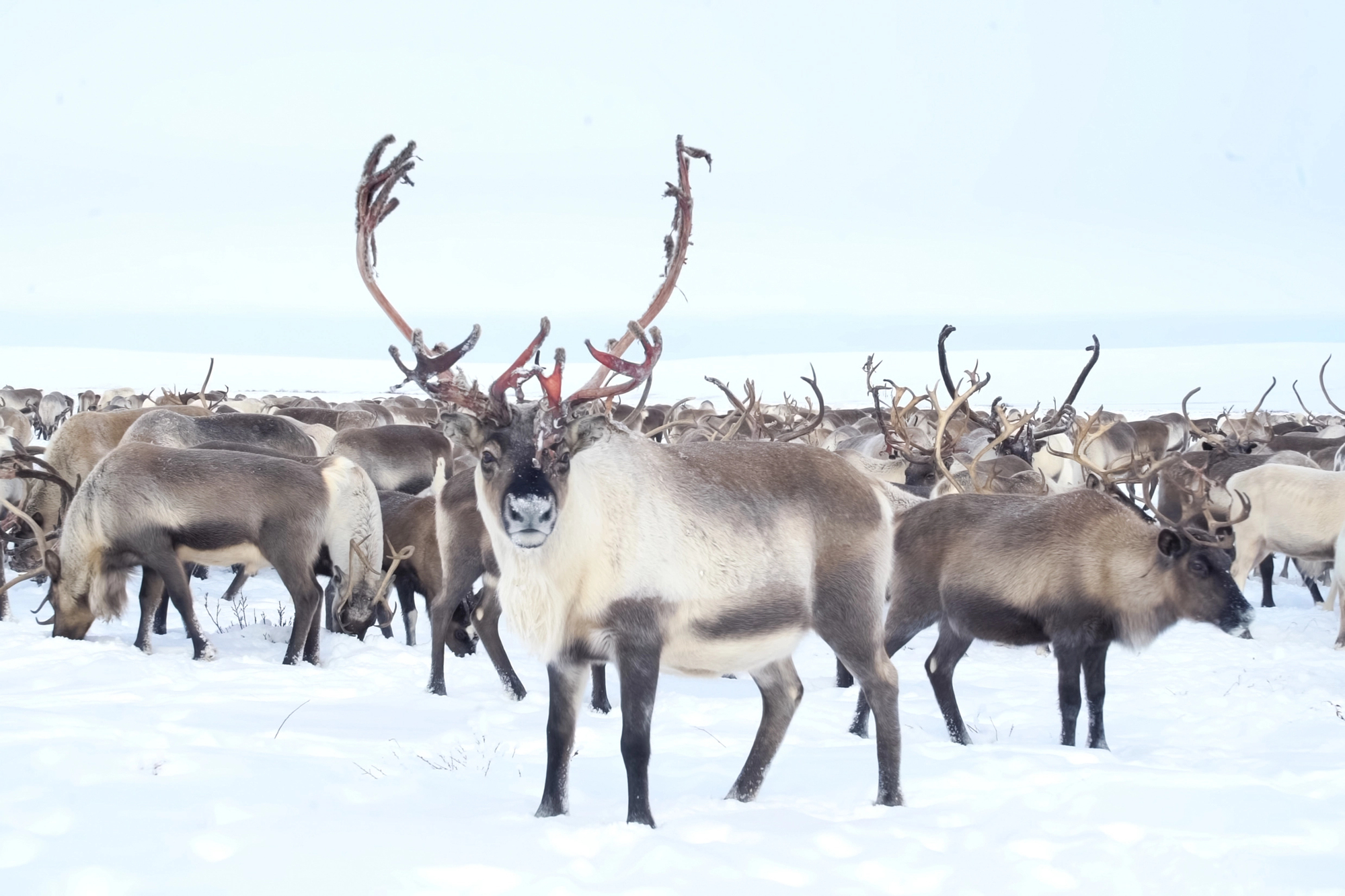 Largest Animal Migrations on Earth