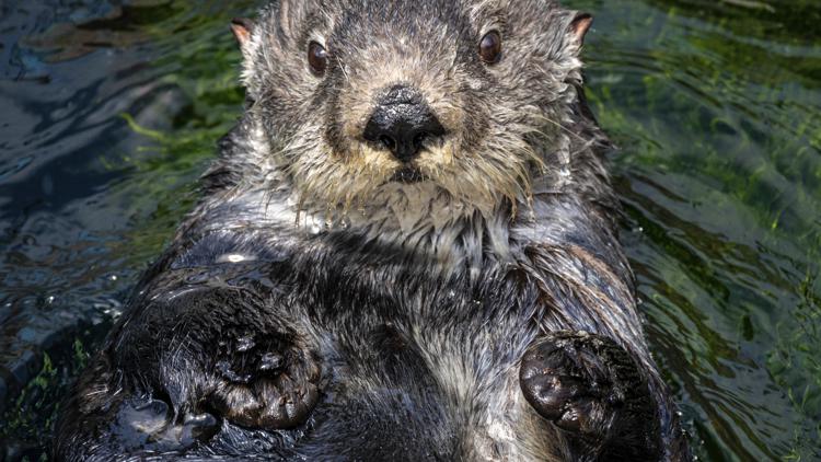 Seattle Aquarium welcomes Ruby, its first southern sea otter