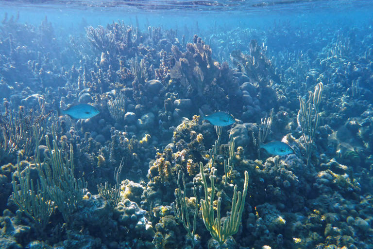 Study finds important Nassau grouper spawning site in Belize near collapse