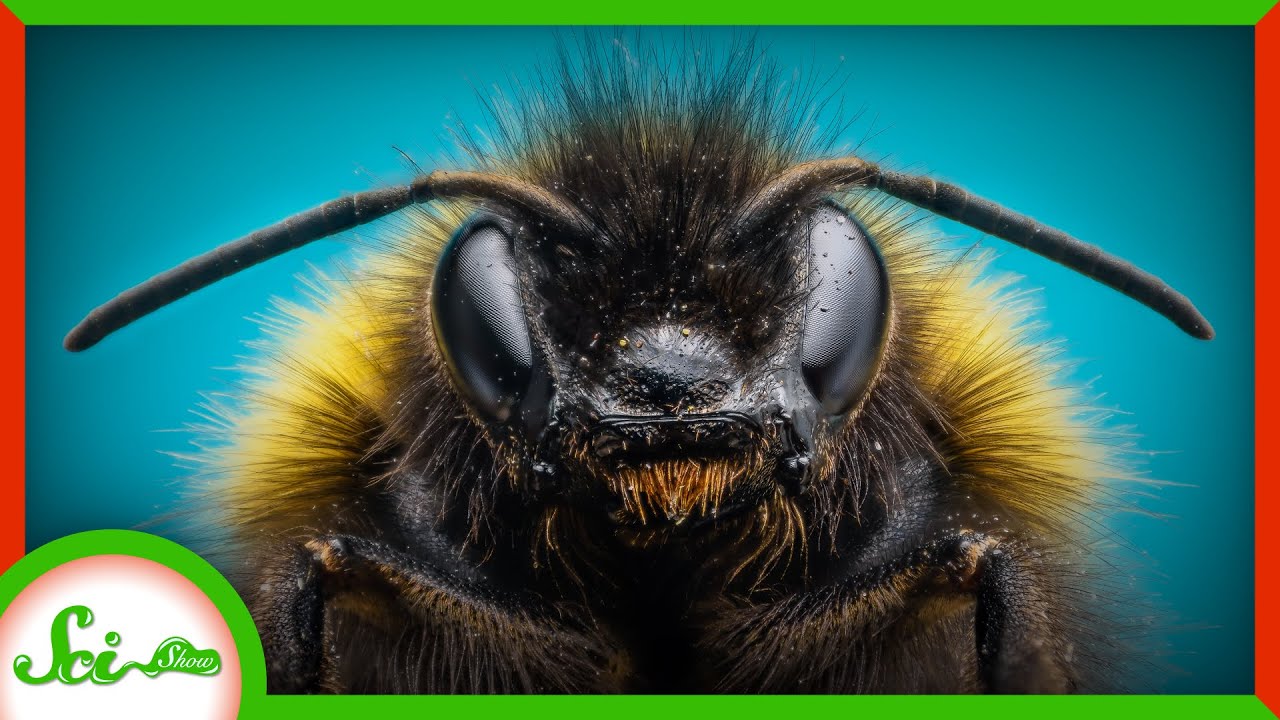 Why these bees just keep staring at flowers