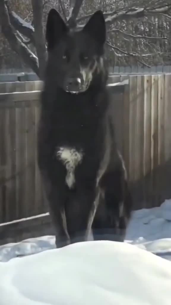 Watch My Wolfdog Pup Grow Into a Majestic Companion