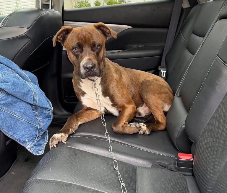 Dog rescued after being pulled behind car in Nashville neighborhood ...