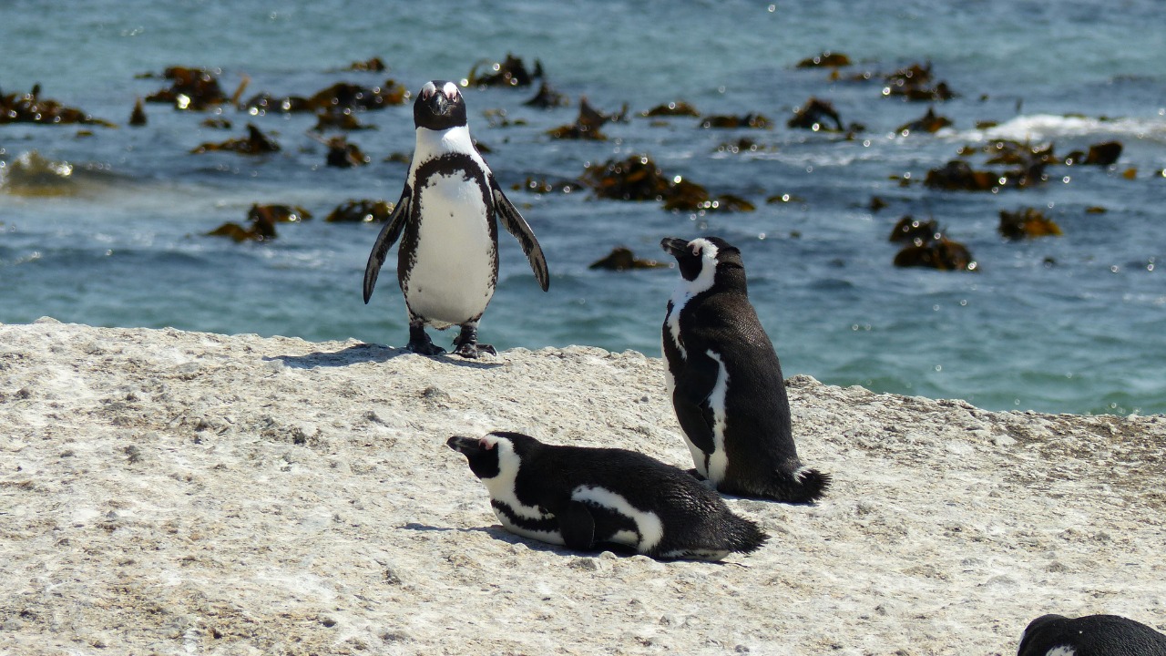 African penguins face crisis competing with fishing fleets