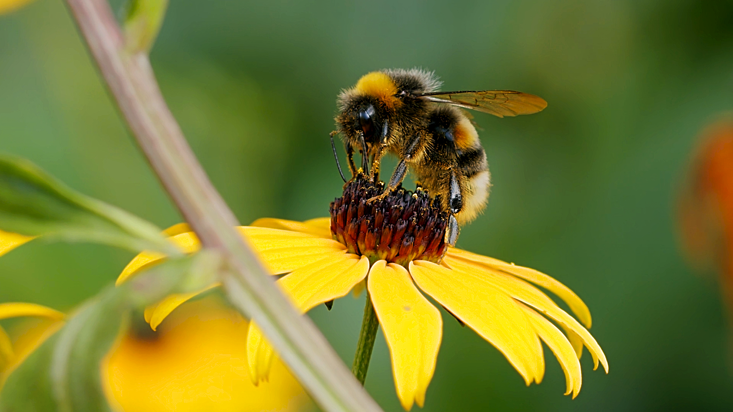 This Bee Won’t Be Stopped—Not Even by My Camera!