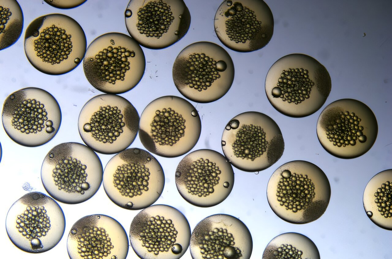 How fish embryos first regulate their genes