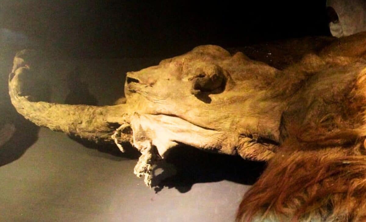 De-Extinction No Longer Sci-Fi: Ancient Molecule Found in a 40,000-Year ...
