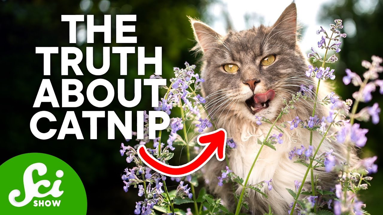 What actually happens to your cat on catnip