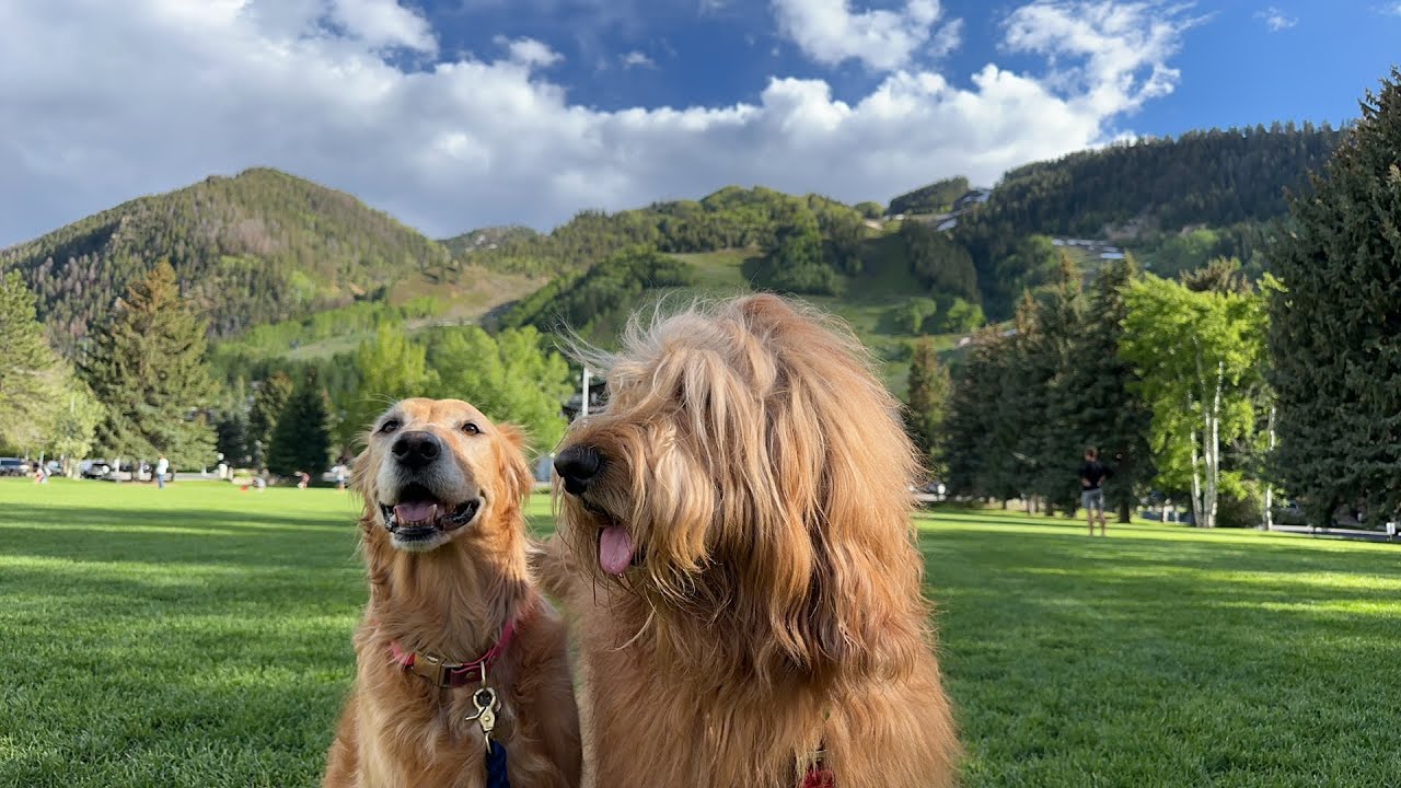 Play time at the world’s prettiest dog park!