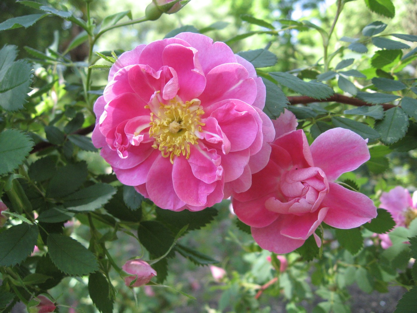 Tom Karwin, On Gardening | Selecting roses for your garden