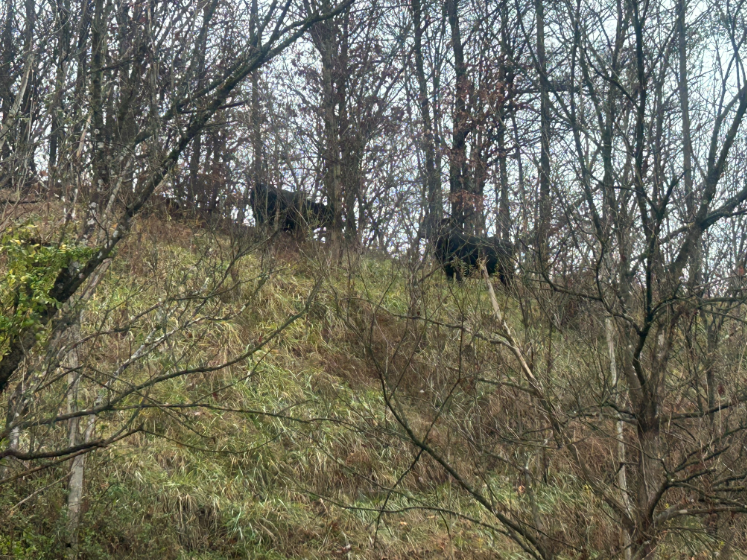 Cows on roadway slow traffic on I-79