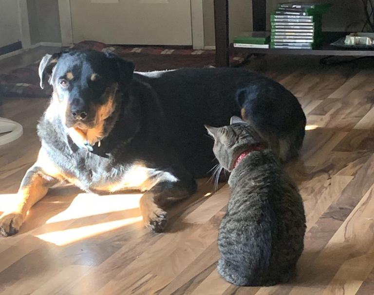 ‘Hero’ dog killed after protecting owner in home invasion
