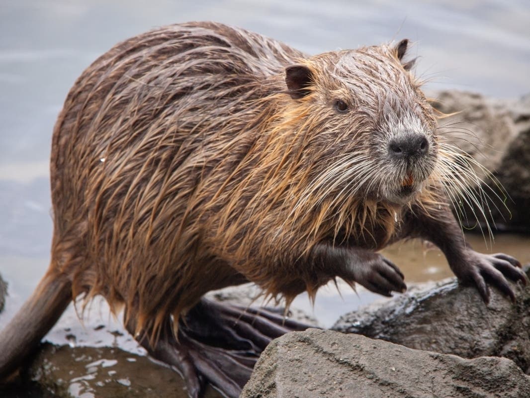 Southington Beaver Battle Targets Their Darn Dams