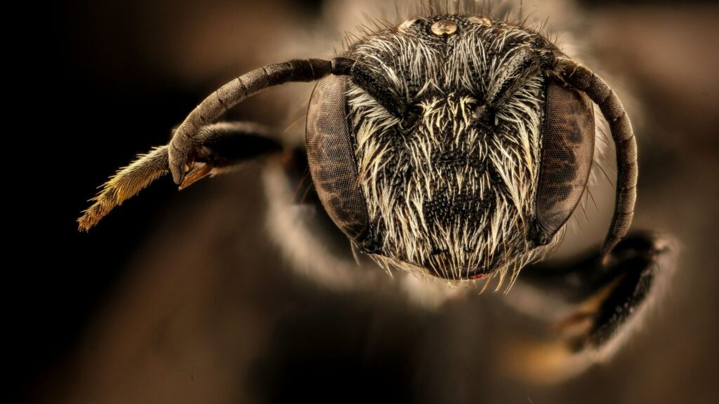 New Horned Insect Called ‘Lucifer’ Bee Stuns Scientists