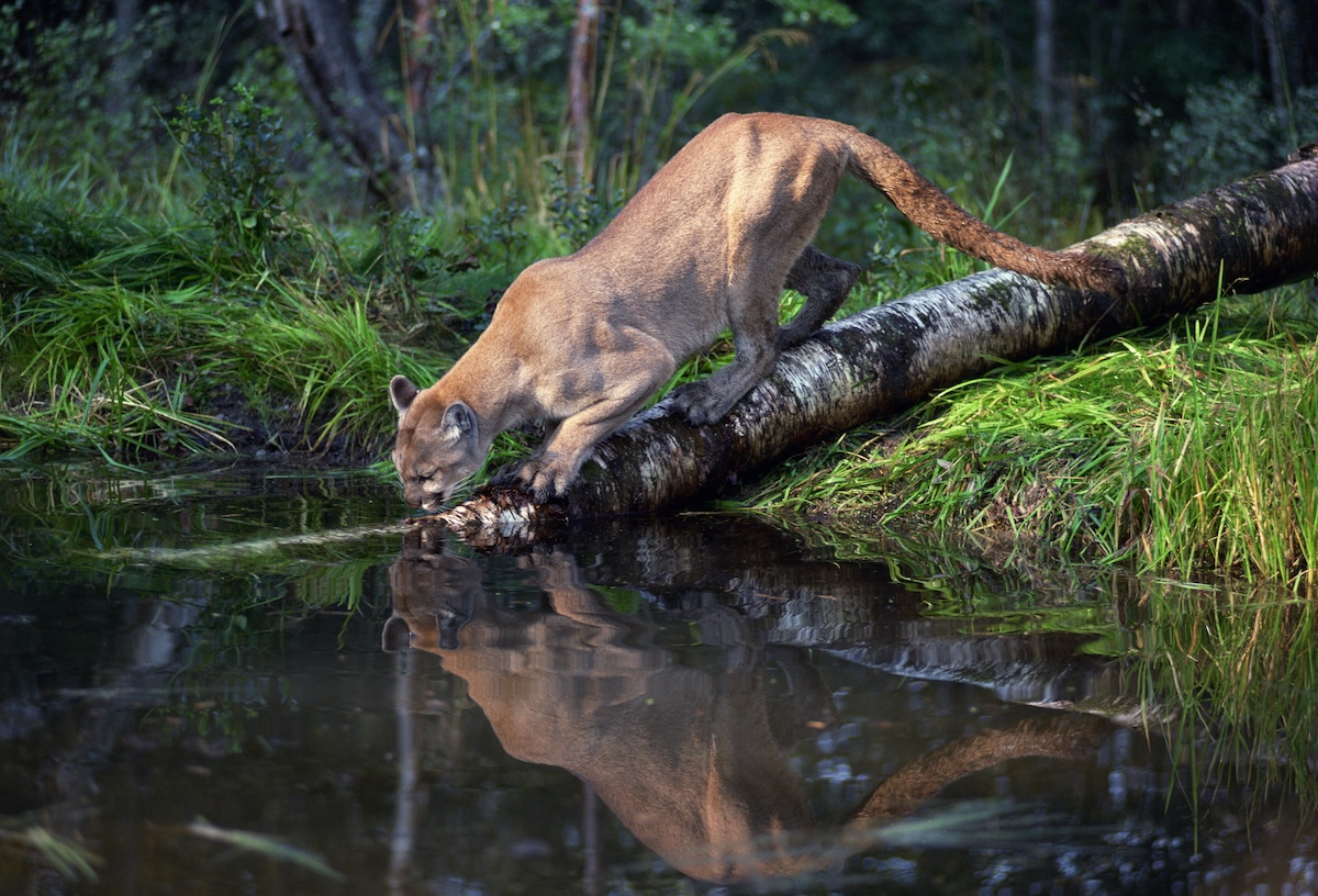 Backpackers spot cougar in Olympic National Park (video)