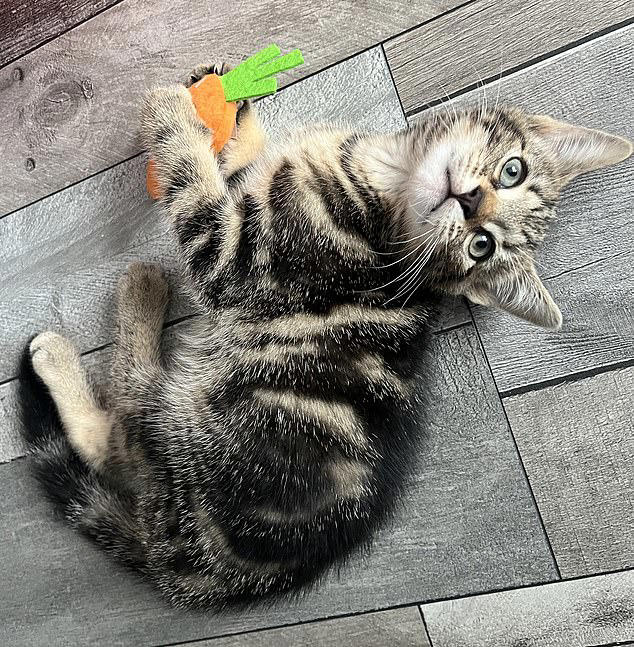 Family is left homeless weeks before Christmas after kitten knocks ...