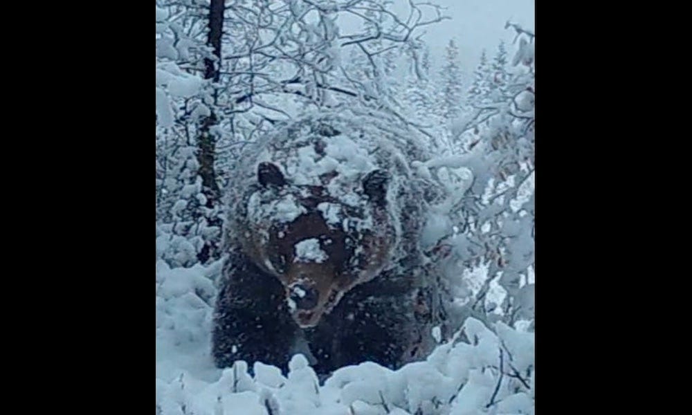 Grizzly bear emerges during blizzard in captivating trail-cam moment