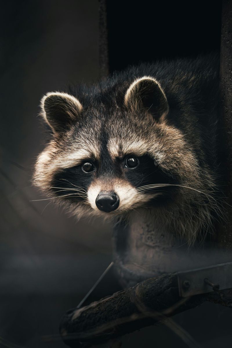 14 Animals In Canada That Are More Common Than People Realise