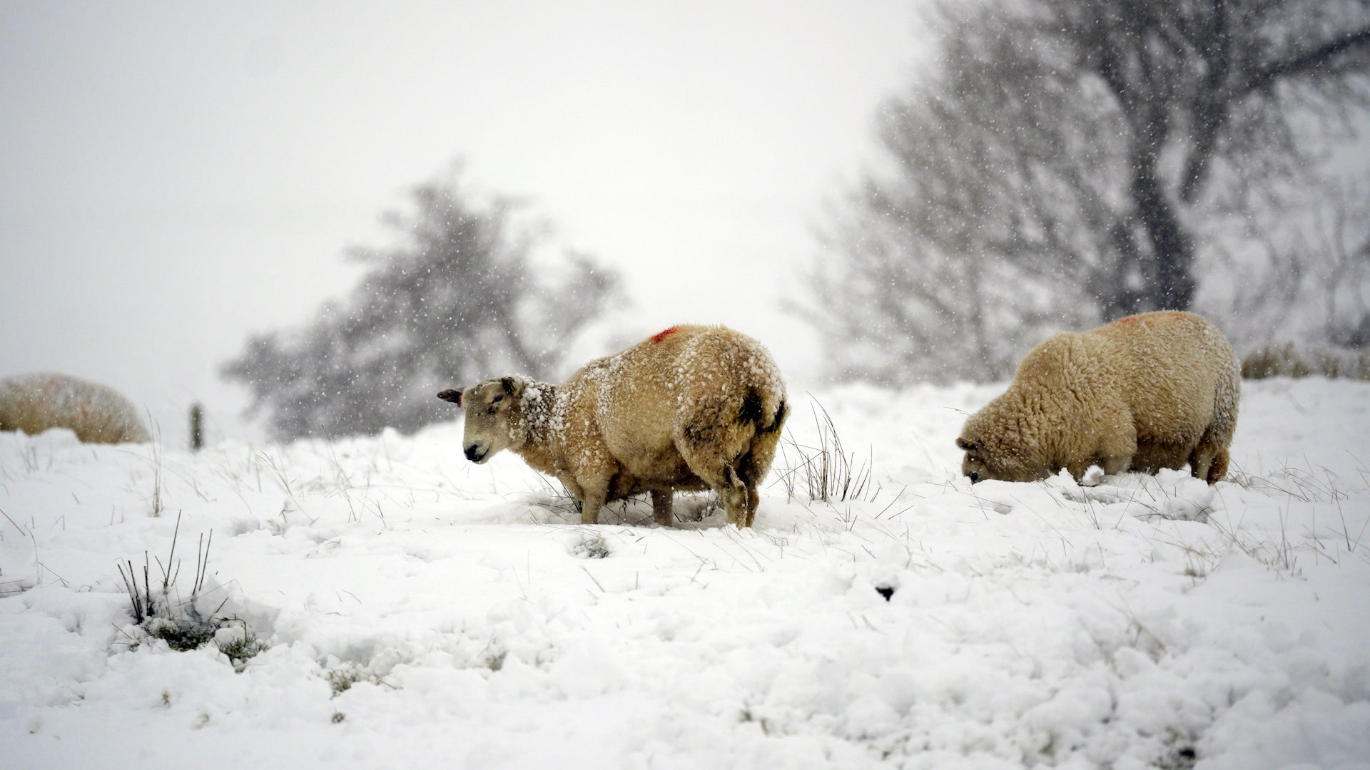 Oh Cold Snap! First Snow Shuts Down UK Roads, Schools