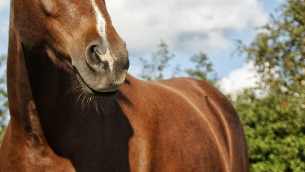 Camp McClellan Horse Trail halts equine activities amid EHV outbreak