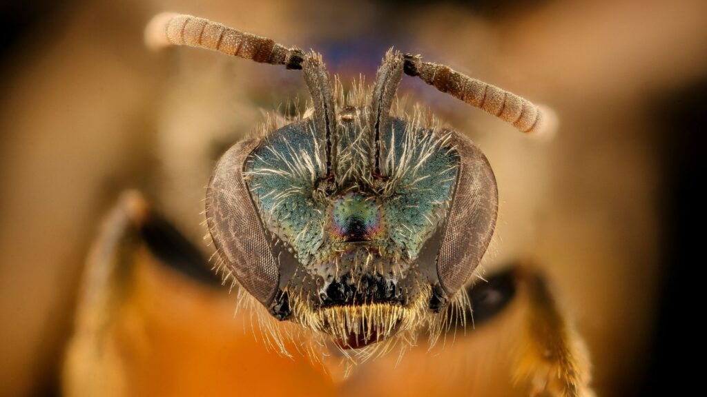 New Horned Insect Called ‘Lucifer’ Bee Stuns Scientists
