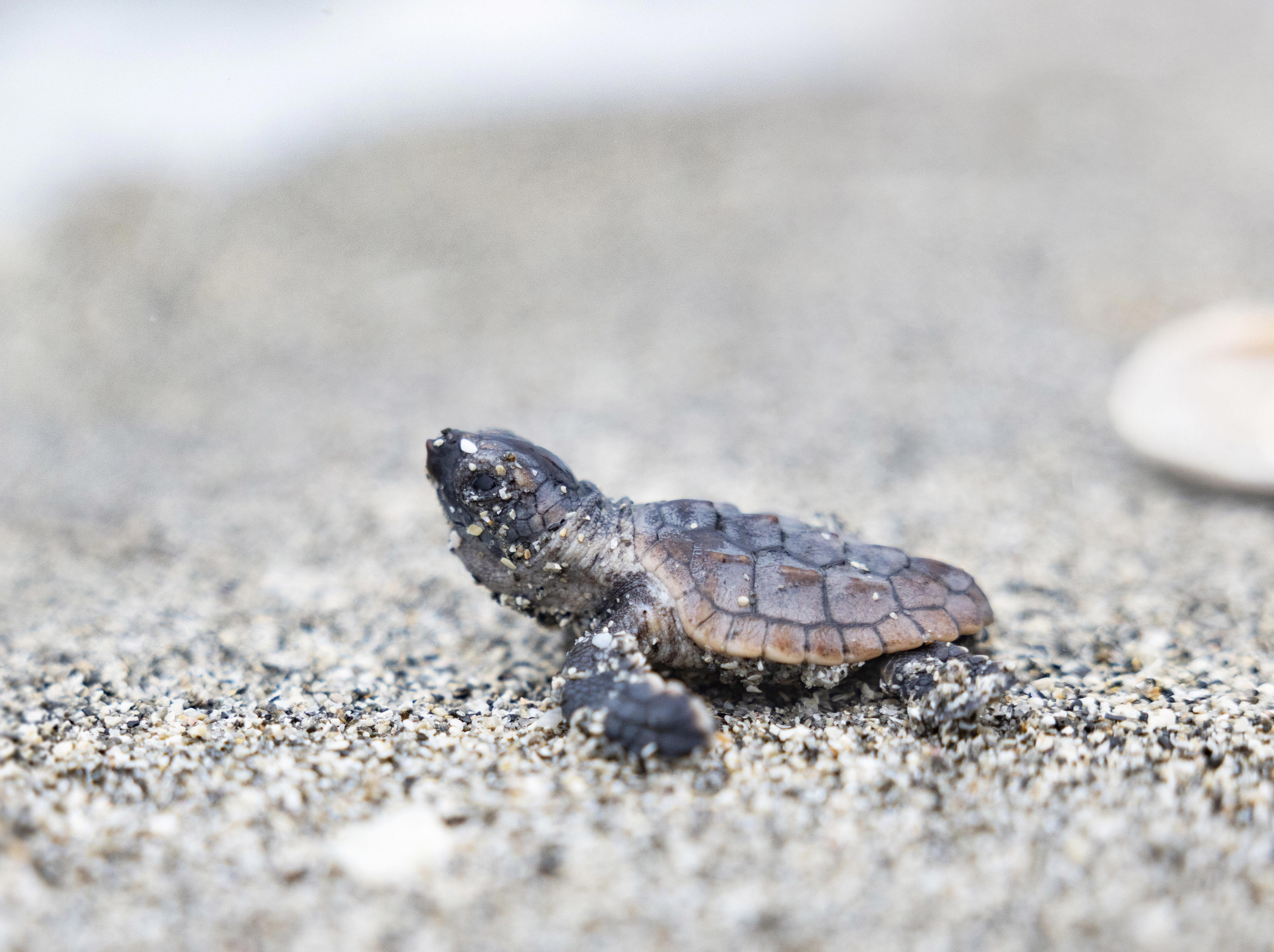 The beach is not a petting zoo. It's illegal to touch baby sea turtles