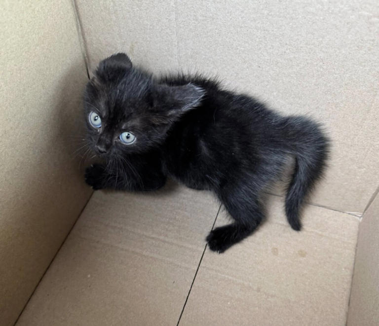 Woman Grabs Amazon Packages From Gate — Then Realizes One Of Them Is ...