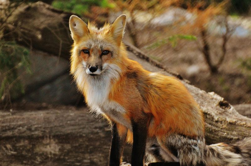 14 Animals In Canada That Are More Common Than People Realise